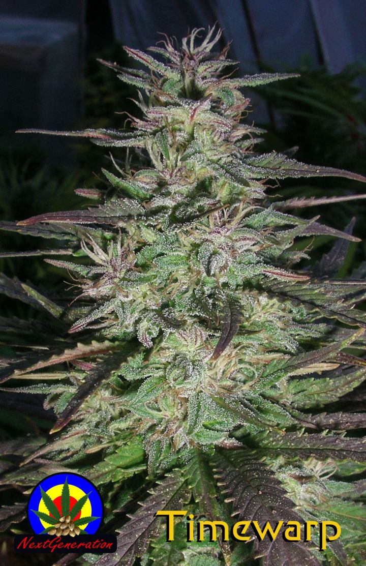 Timewarp – Next Generation Seeds