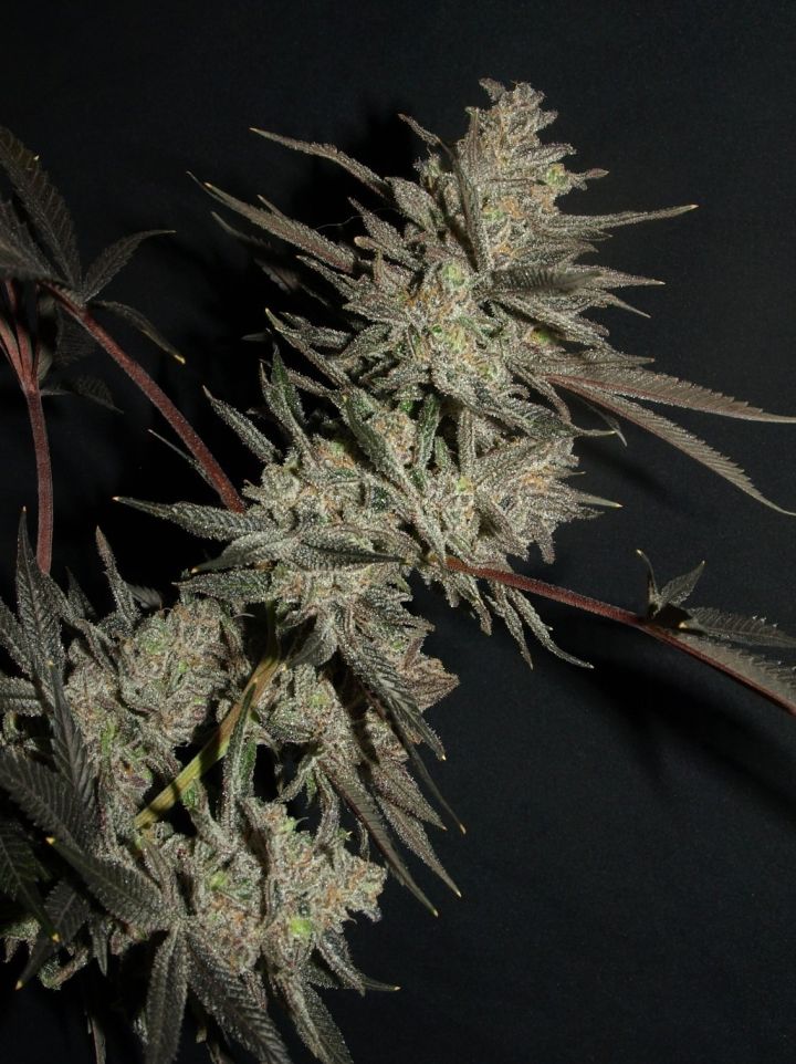 Blue Dynamite – Next Generation Seeds
