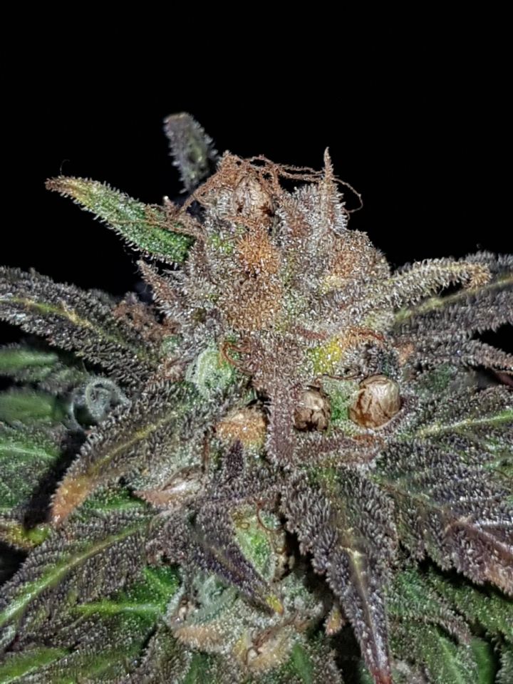 Grapegod #2 – Next Generation Seeds