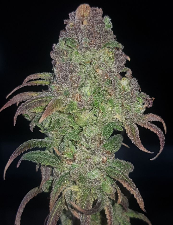 Grapegod x Avalon – Next Generation Seeds